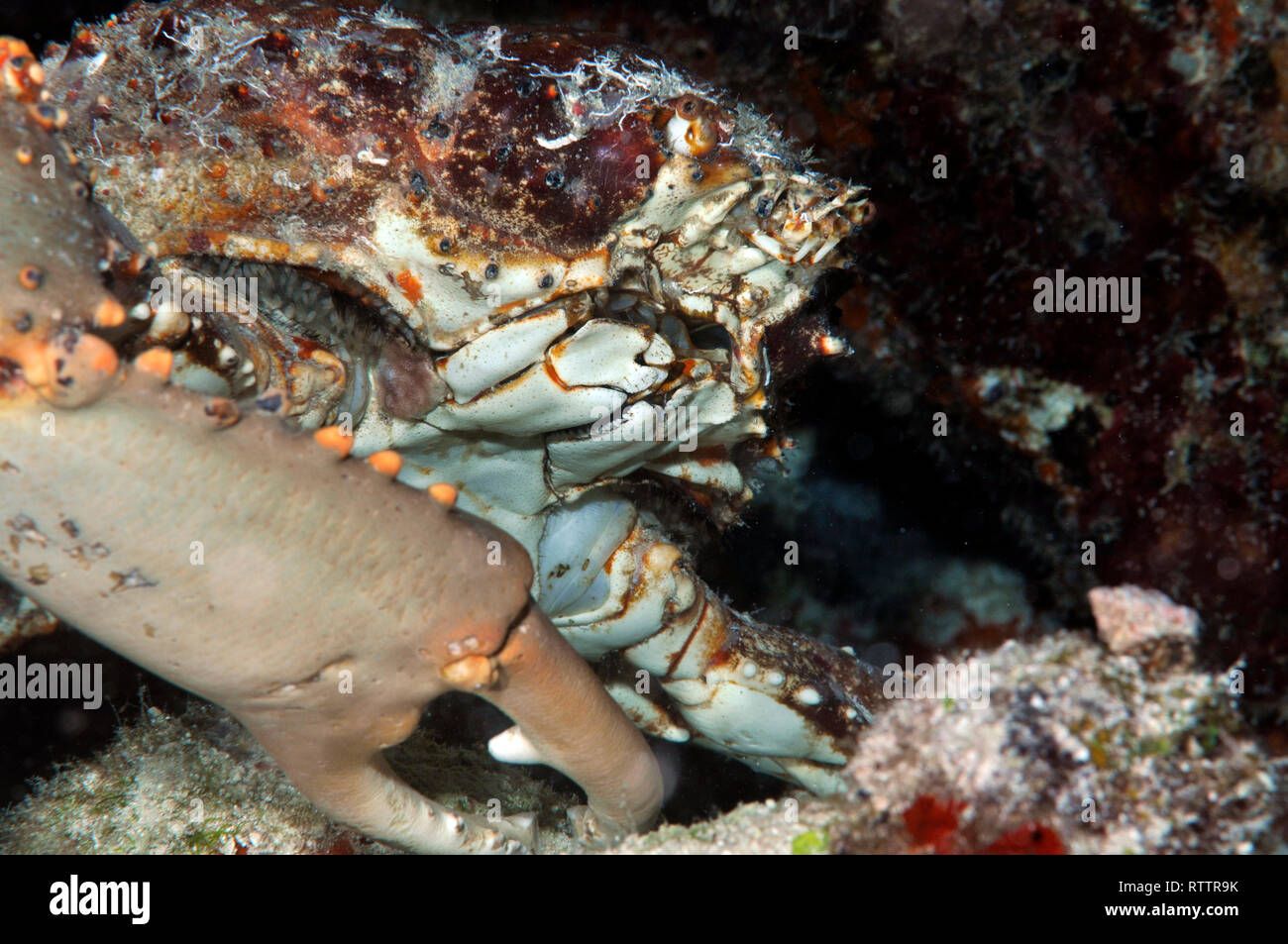 Channel clinging crab, Mithrax spinosissimus, Cozumel, Mexico ...