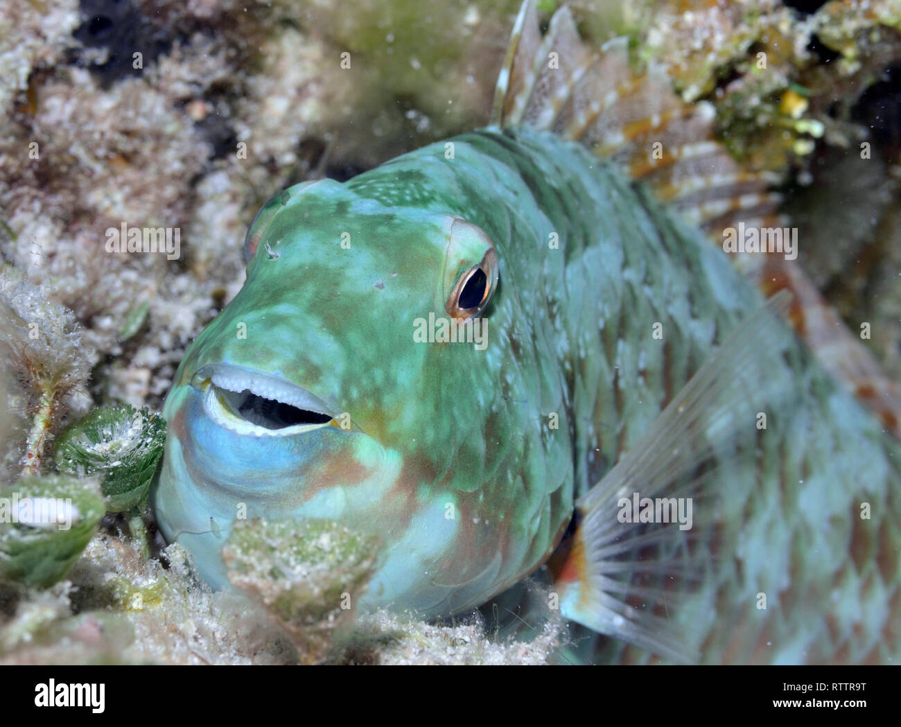 Parrotfish, Scarus sp., sleeping, Cozumel, Mexico, Caribbean Stock ...