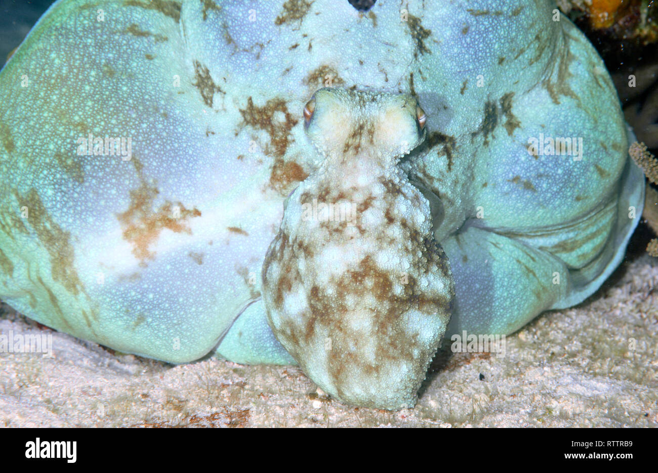 Octopus, Octopus briareus, in a night dive at the Paradise Reef ...