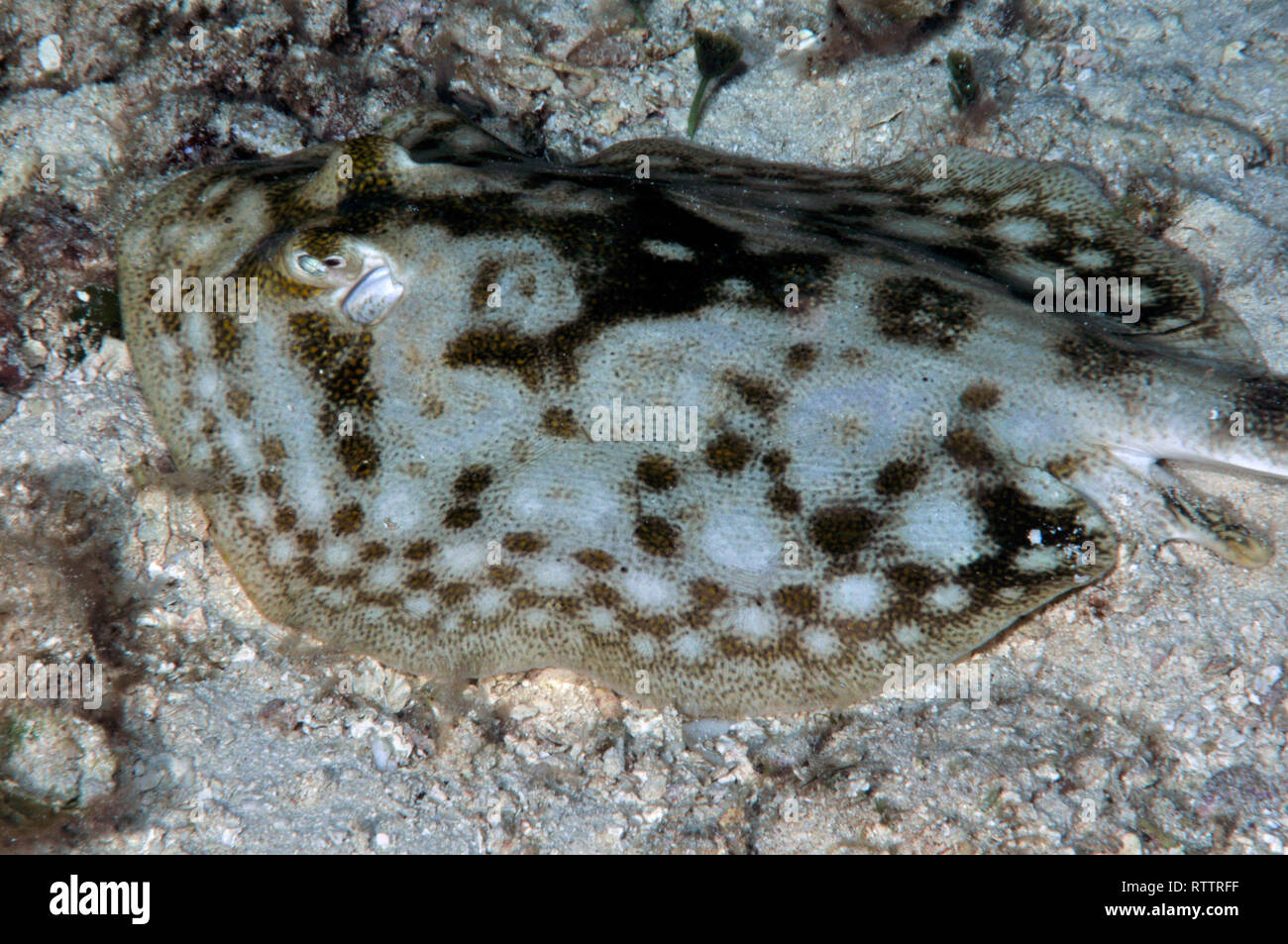 Yellow stingray, Urobatis jamaicensis, Cozumel, Mexico, Caribbean Stock ...