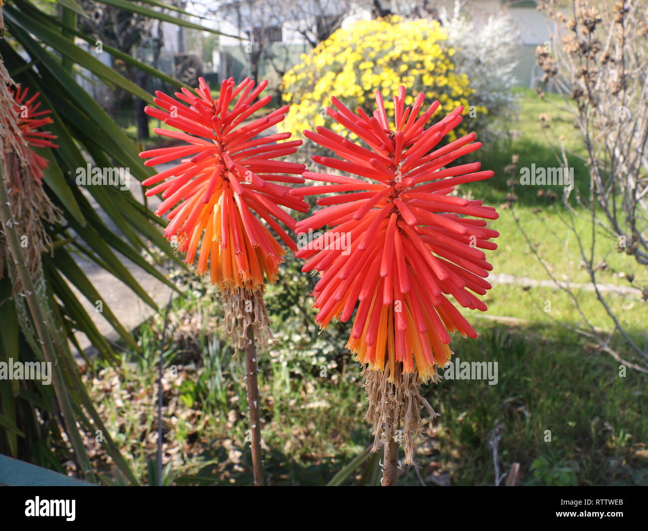 Unusual, rare and unique red gargen flowers captured at the begining of ...