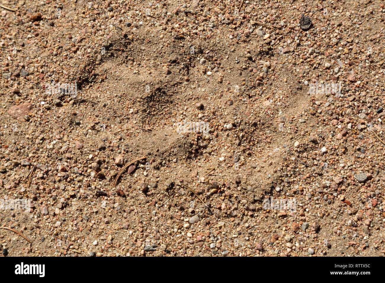 Wolf tracks in northern Manitoba, Canada. The tracks have been left by ...