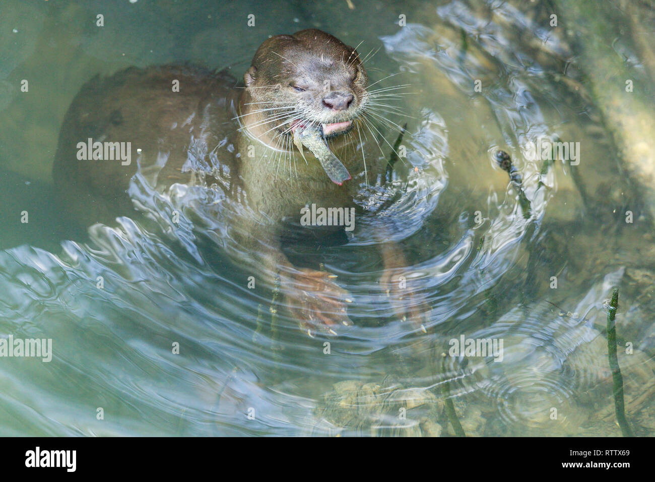 Lone Smooth Coated Otter Fishing In Mangrove River Stock Photo - Alamy