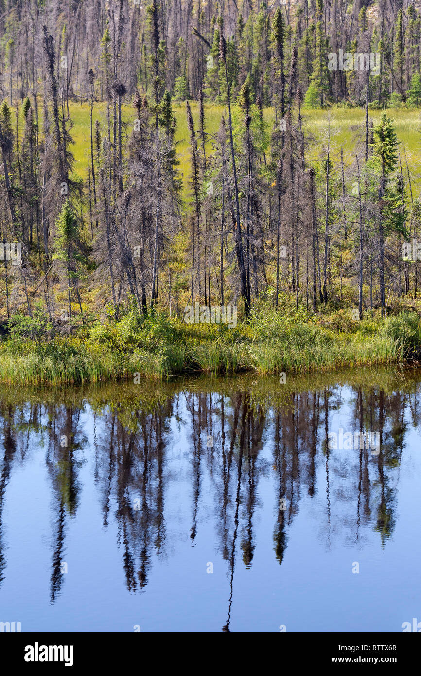 Trees reflect in water in northern Manitoba Canada. Forest surrounds ...