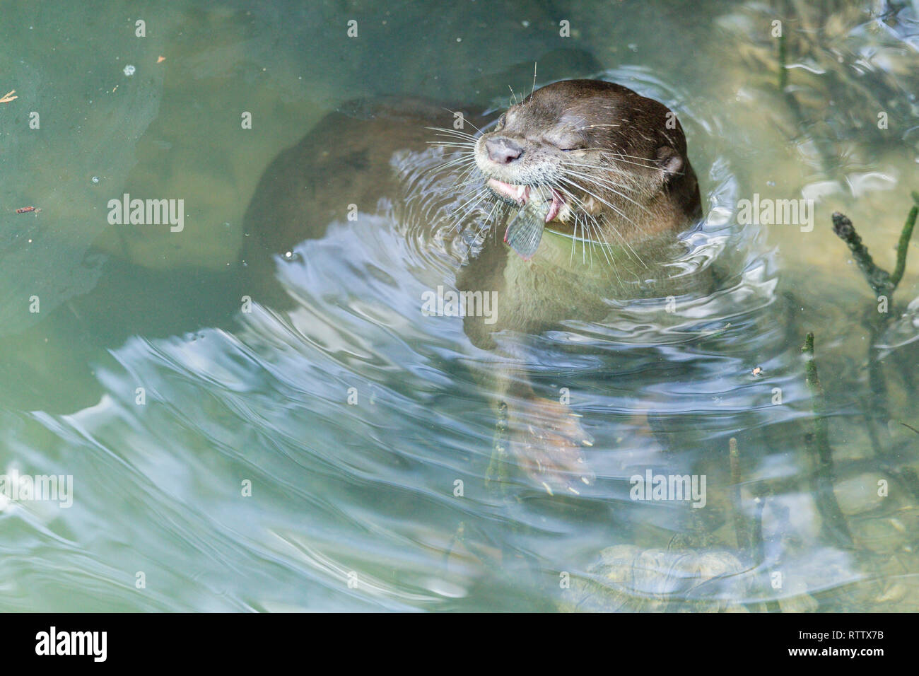 Lone Smooth Coated Otter Fishing In Mangrove River Stock Photo - Alamy