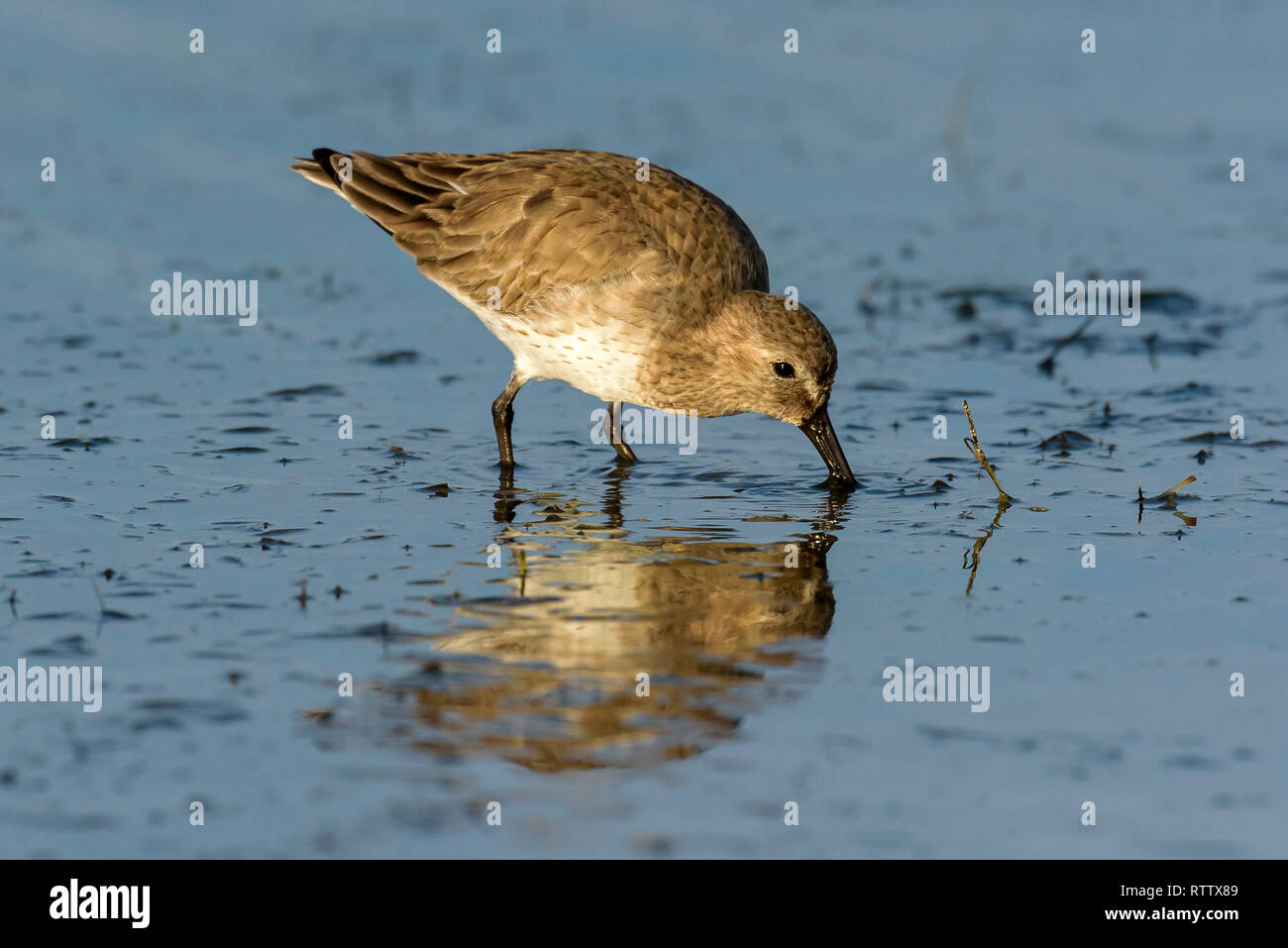 Dunlin (Calidris alpina) Tigertail Beach, Marco Island, Florida, USA ...