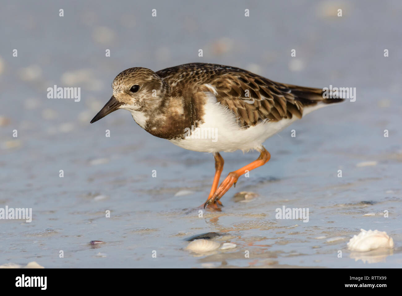 Ruddy turnstone (Arenaria interpres) with non-breeding plumage ...