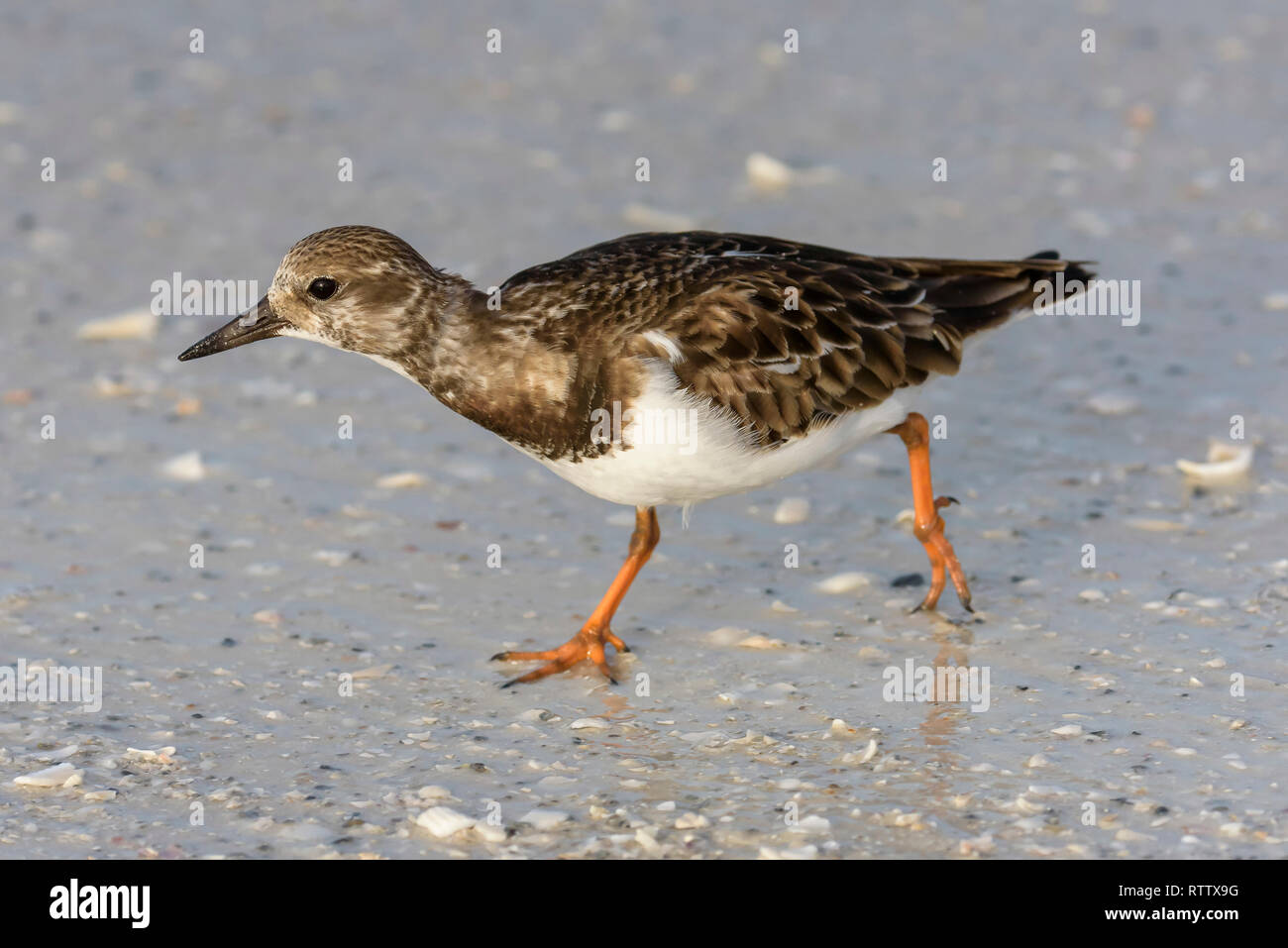 Ruddy turnstone (Arenaria interpres) with non-breeding plumage ...