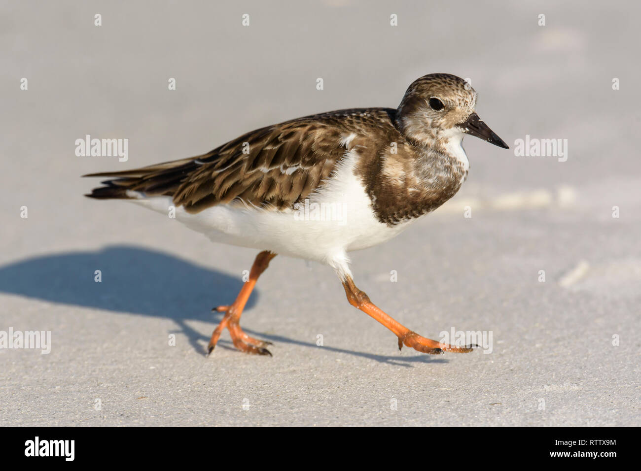 Ruddy turnstone (Arenaria interpres) with non-breeding plumage ...