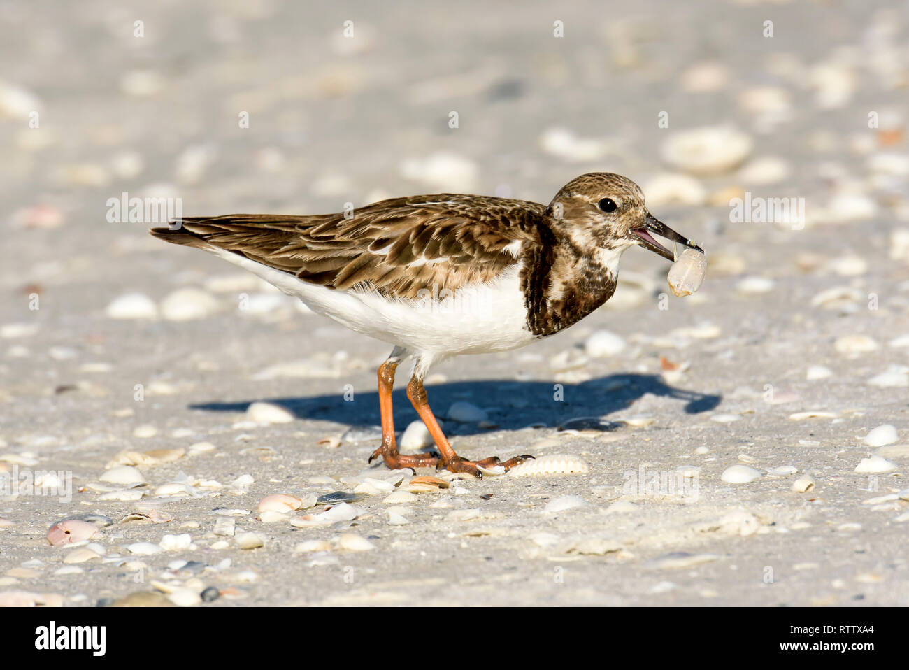 Ruddy turnstone (Arenaria interpres) with non-breeding plumage ...