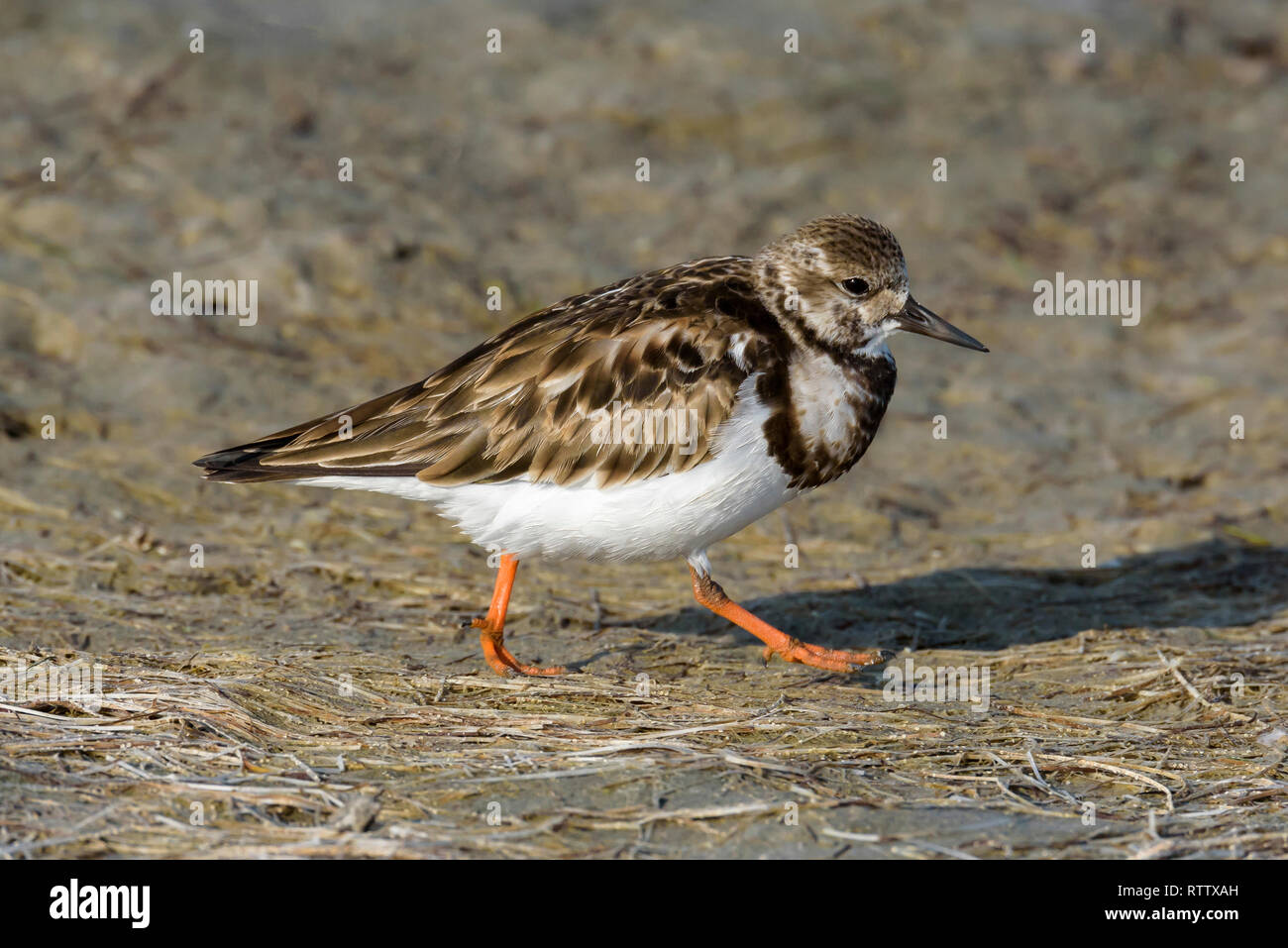 Ruddy turnstone (Arenaria interpres) with non-breeding plumage ...