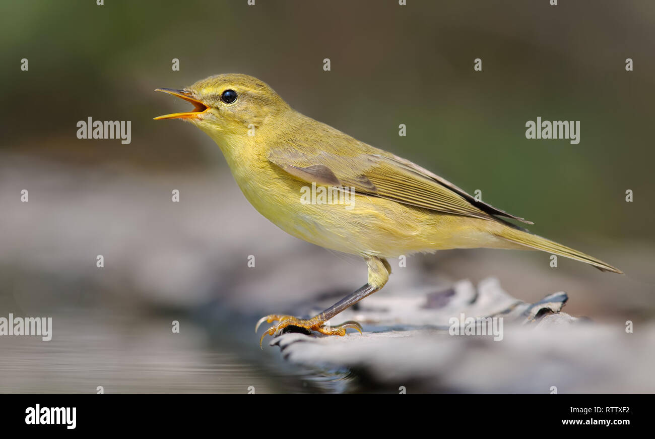 Willow warbler crying loudly near a waterpond Stock Photo - Alamy