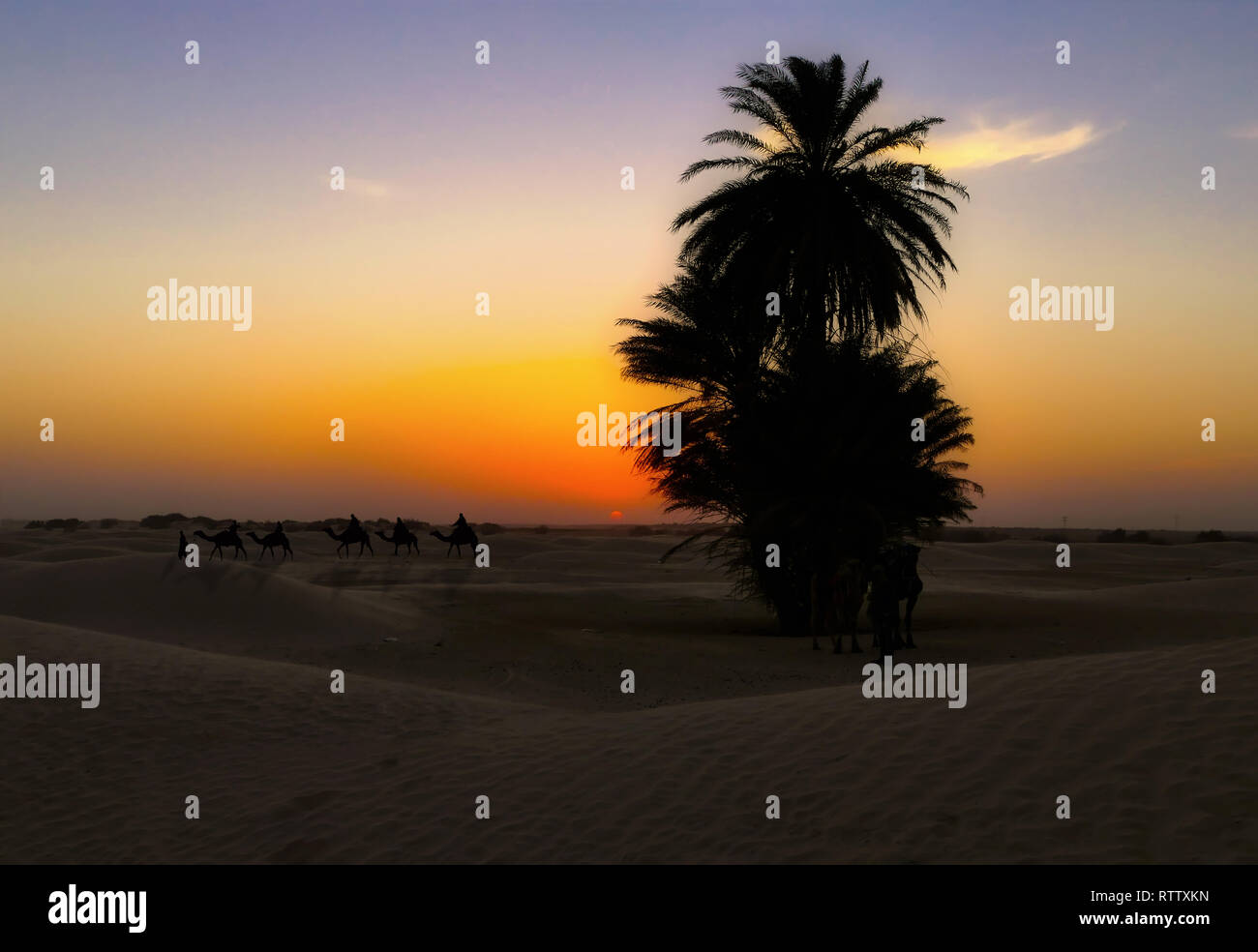 Camel train silhouette sunset desert hi-res stock photography and ...