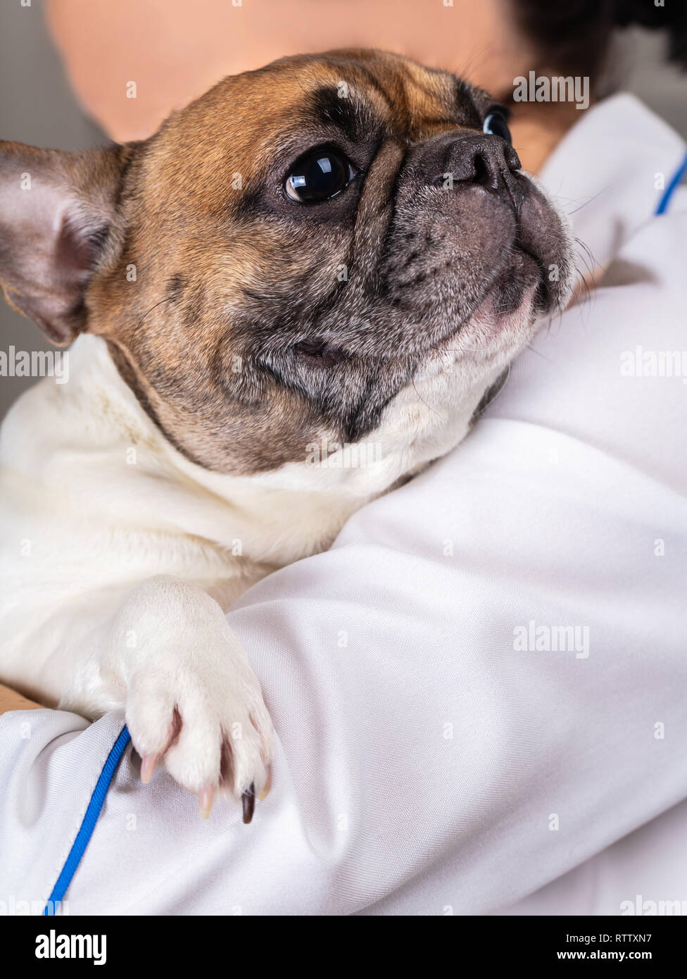 dog at the vet reception, french bulldog Stock Photo - Alamy