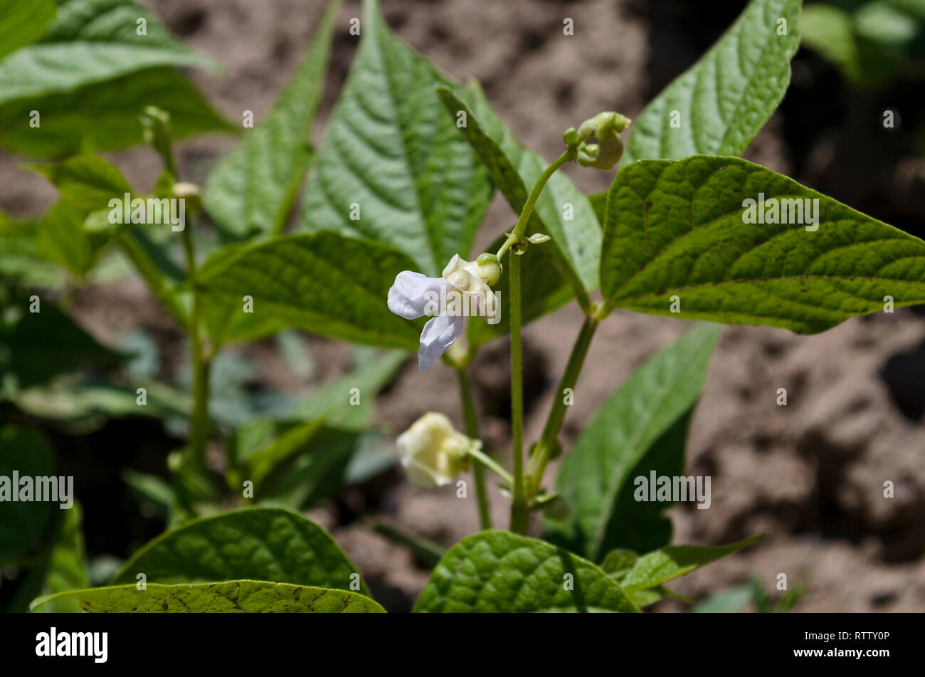 String bean bloom hi-res stock photography and images - Alamy