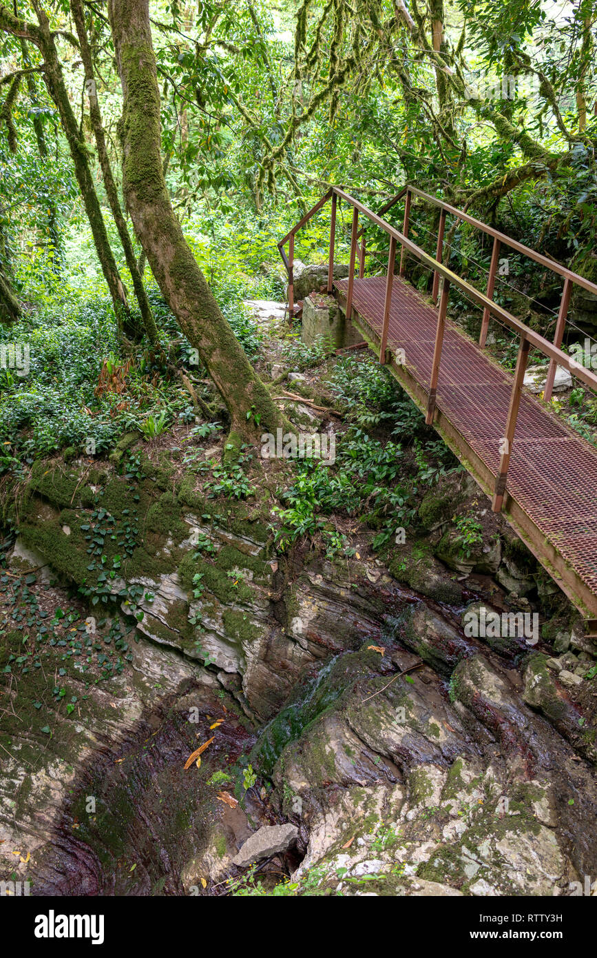 Pedestrian bridge over the gorge with a stream in the green forest ...