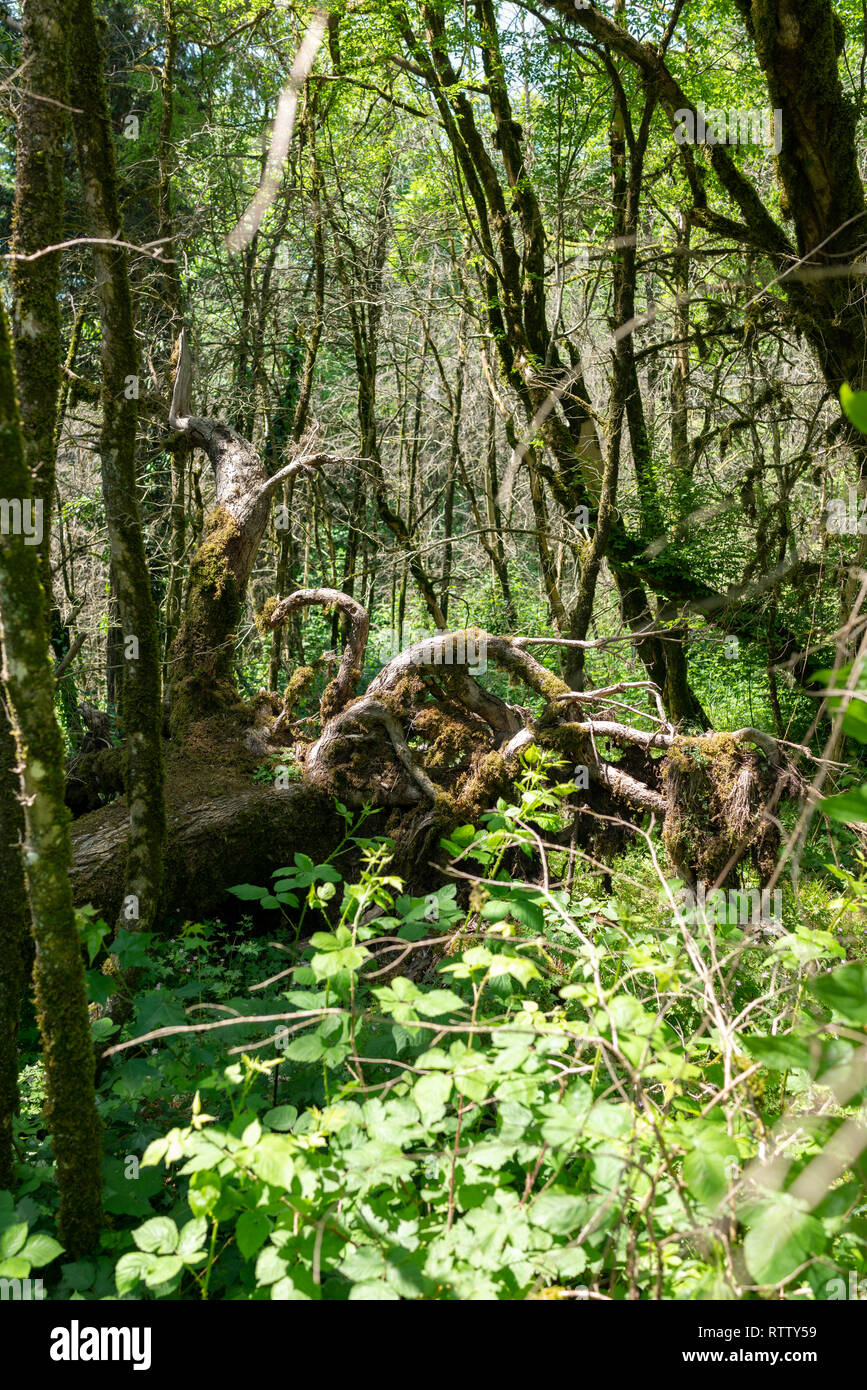 Roots of a broken tree overgrown with moss in a green forest, lit by ...
