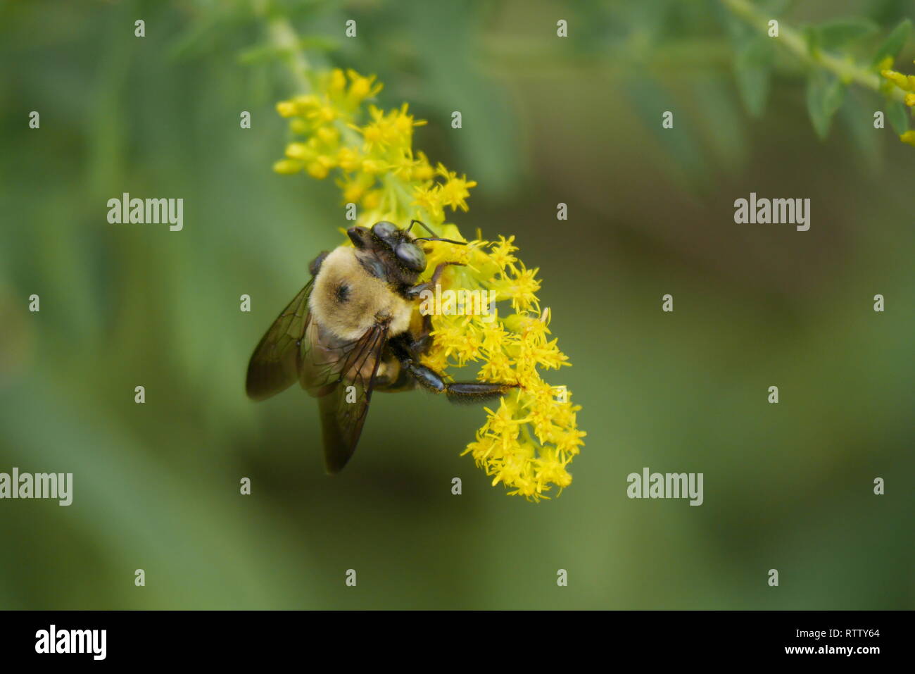 Bee Collecting Pollen - Macro Close-Up - Fortune Stock Photo - Alamy