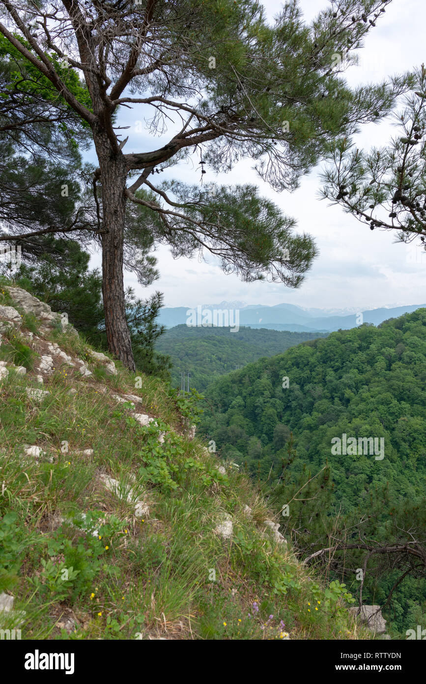 High pine tree on a hillside among green forests and mountains on the ...