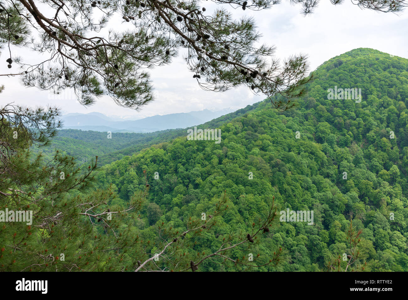 Thick green deciduous forest on the slope of a high hill. Snow capped ...