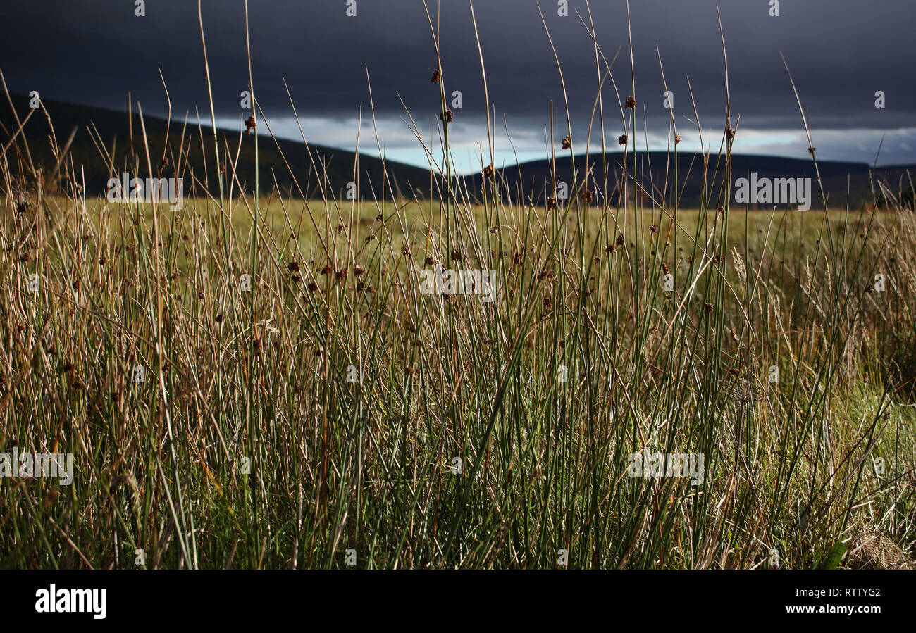 Reed Grass Landscape Scottish Highlands Stock Photo - Alamy