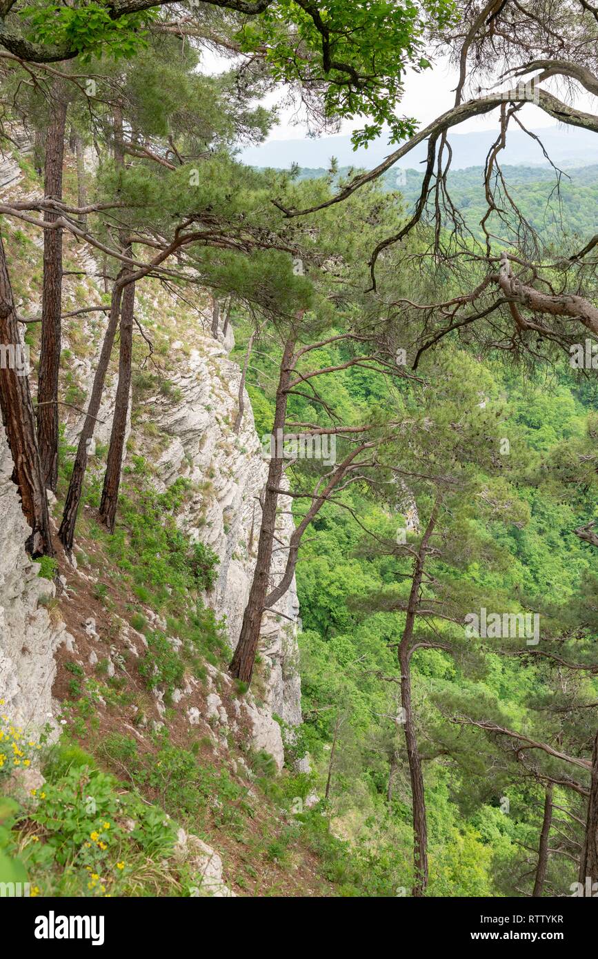 Mountain pine on a steep slope hi-res stock photography and images - Alamy
