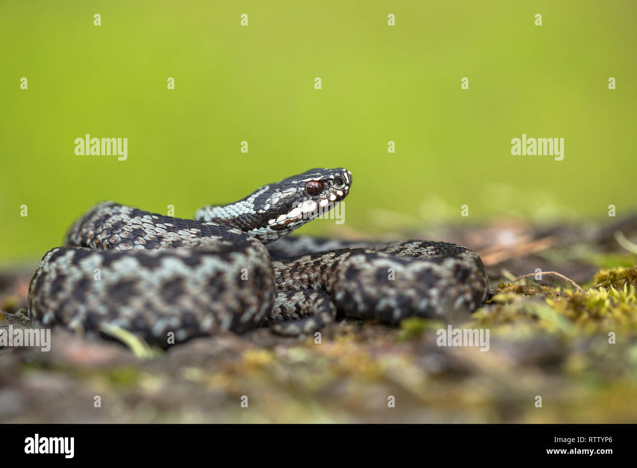 European viper Vipera berus in Czech Republic Stock Photo - Alamy