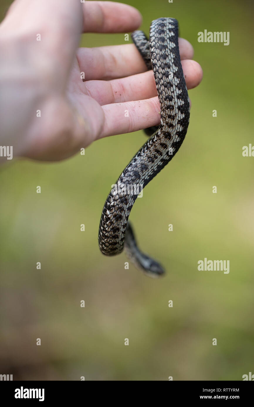 Snake venom hand hi-res stock photography and images - Alamy