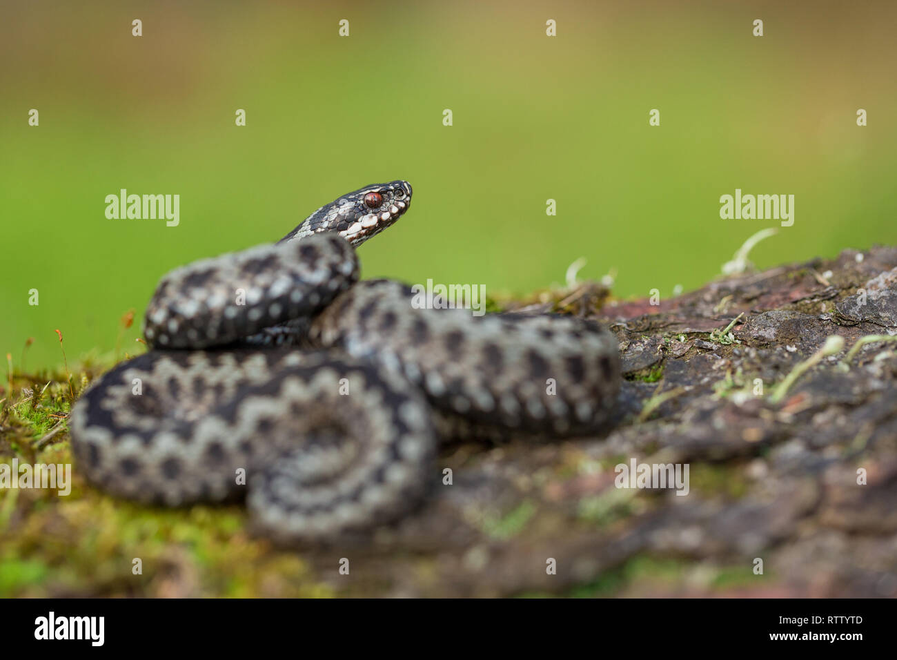 European viper Vipera berus in Czech Republic Stock Photo - Alamy
