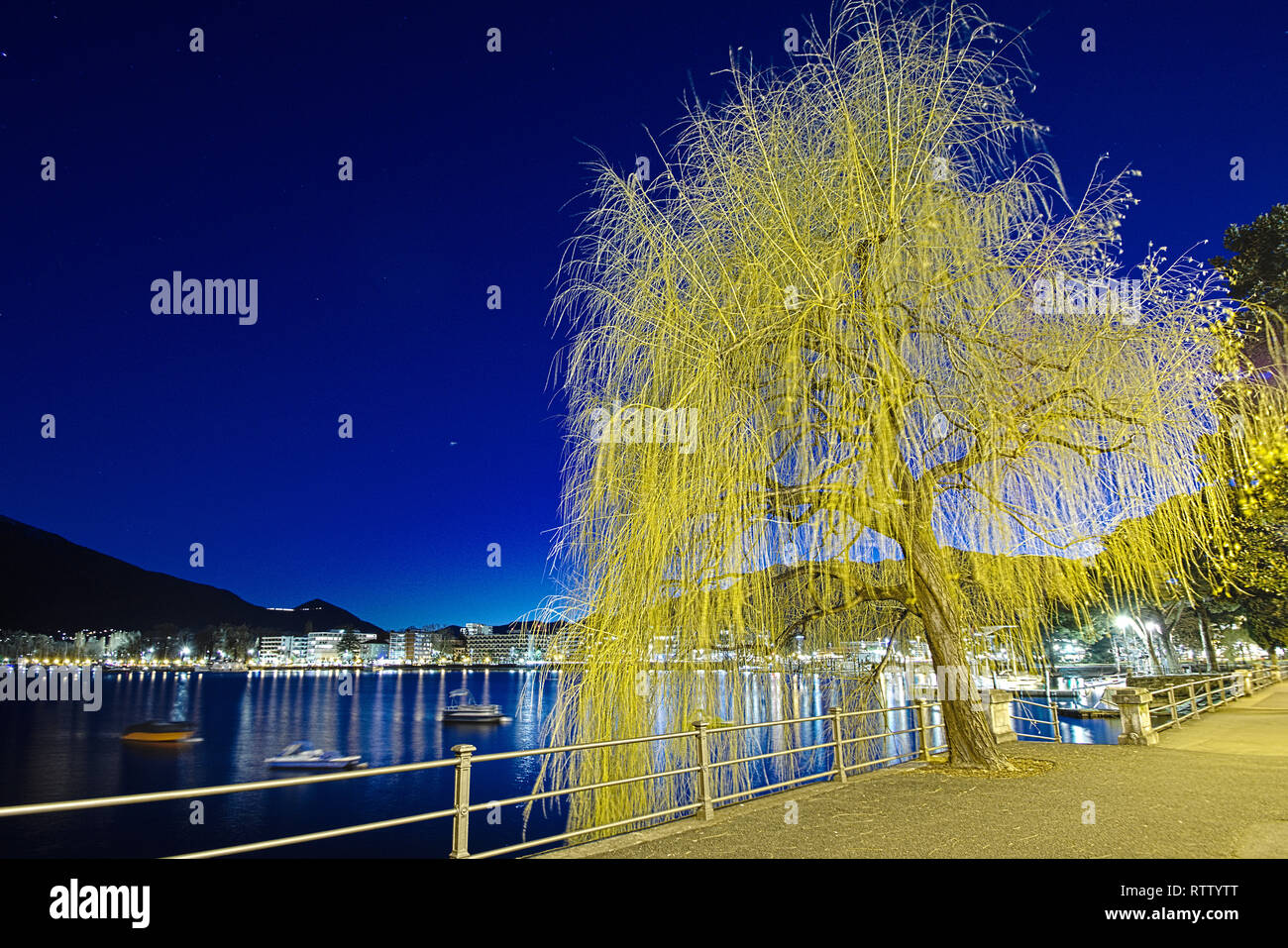 Blue hour with weeping willow, illuminated by the yellow light of a ...