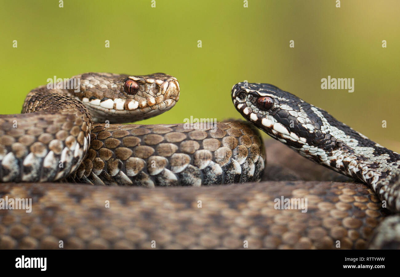 Pair of European viper Vipera berus in Czech Republic, female and male ...
