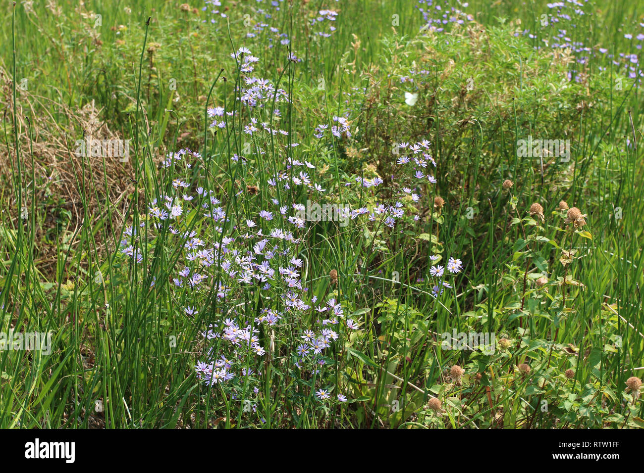 Purple Asters growing amid tall grasses and wildflowers off the ...