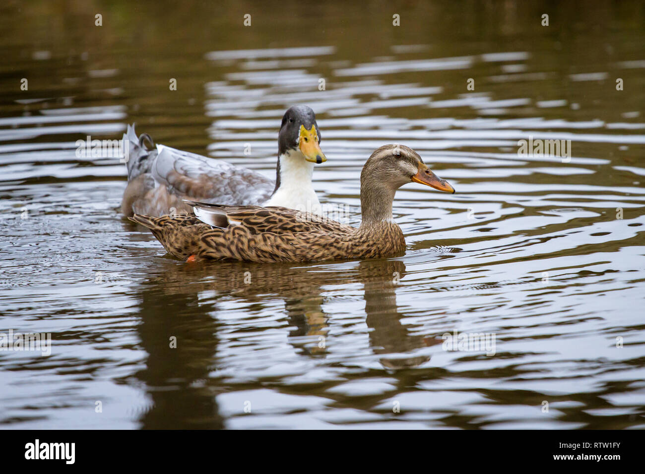 Canards pond hi-res stock photography and images - Alamy