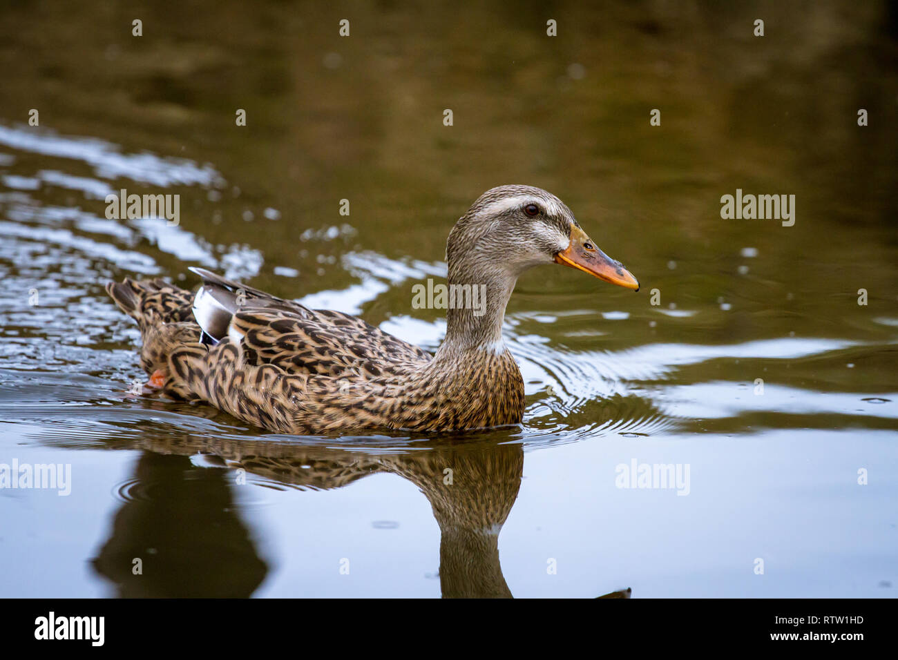 Swimming duck hi-res stock photography and images - Alamy