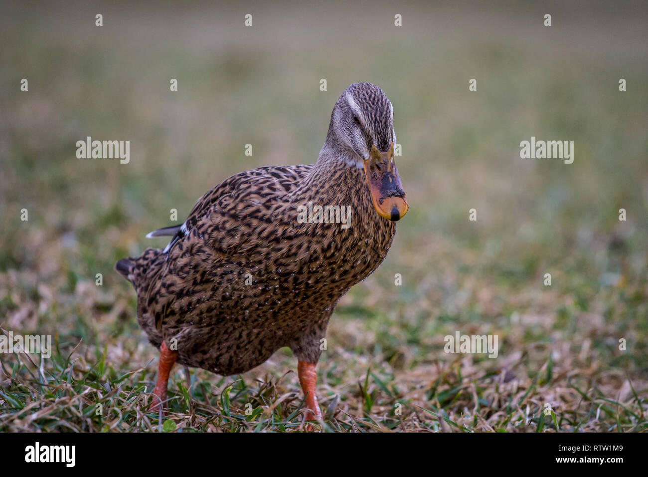 Duck walking on meadow Stock Photo - Alamy