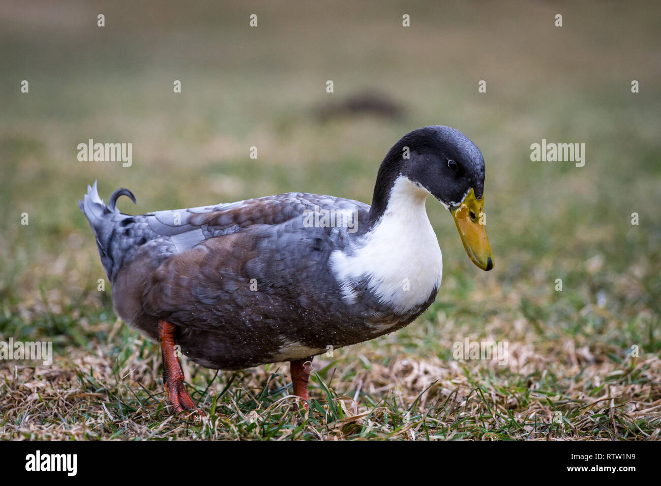 Duck walking on meadow Stock Photo - Alamy
