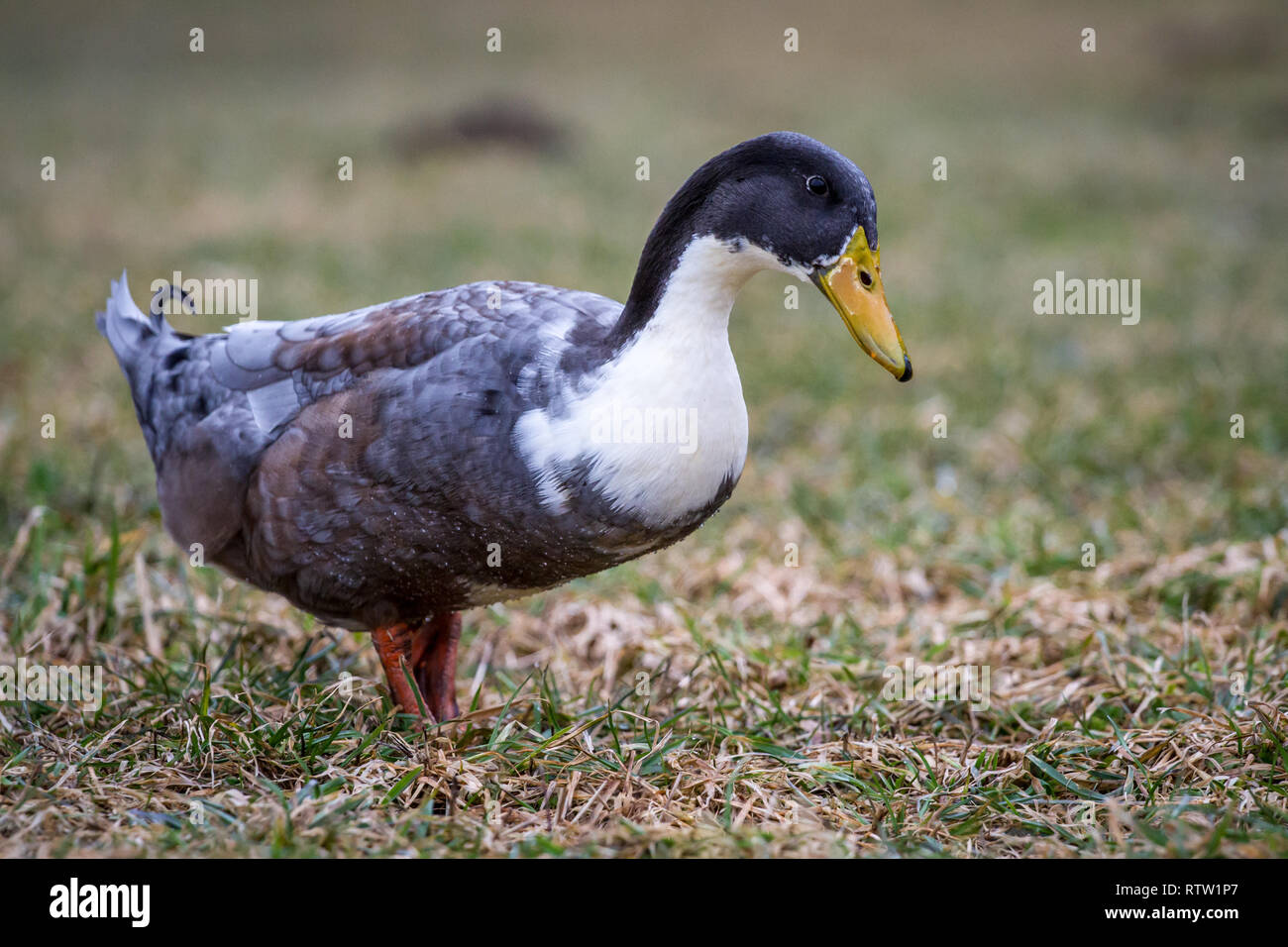 Duck walking on meadow Stock Photo - Alamy
