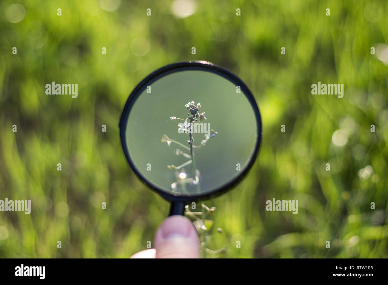 Magnifying glass effect hi-res stock photography and images - Alamy