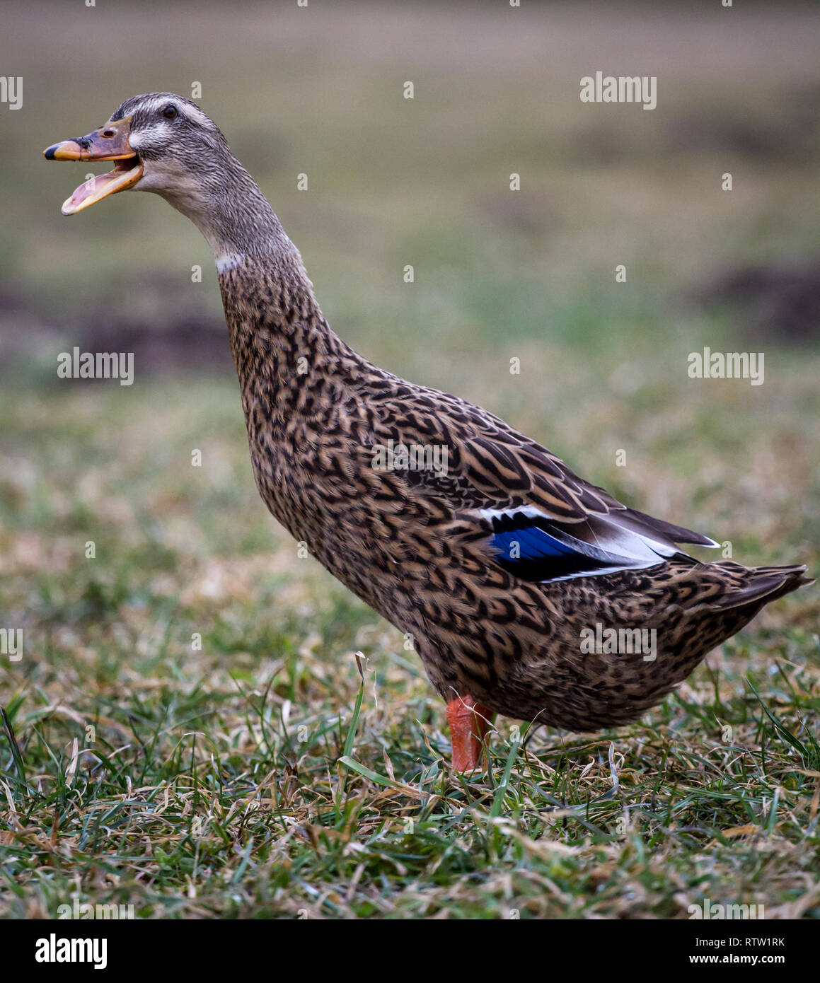 Duck walking on meadow Stock Photo - Alamy