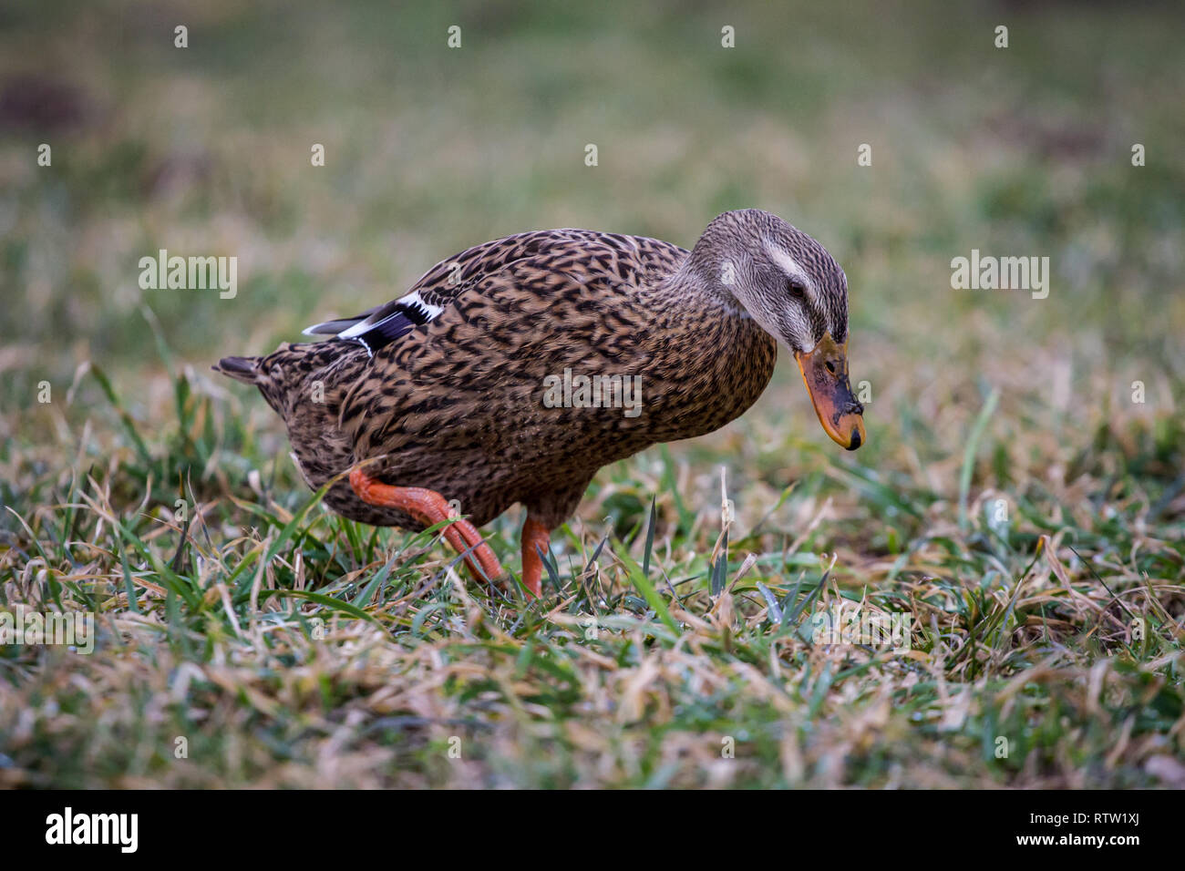 Duck walking on meadow Stock Photo - Alamy