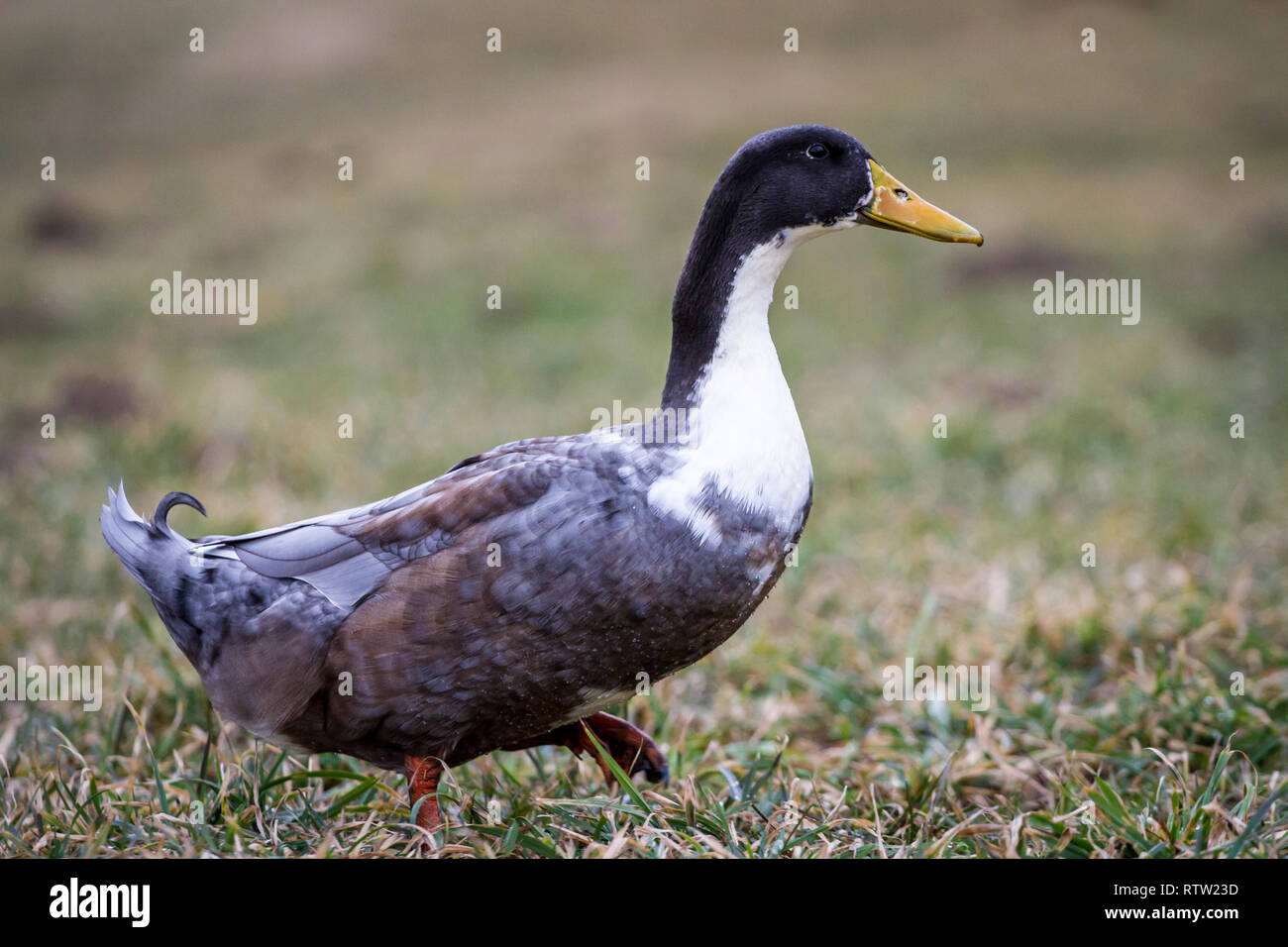 Duck walking on meadow Stock Photo - Alamy