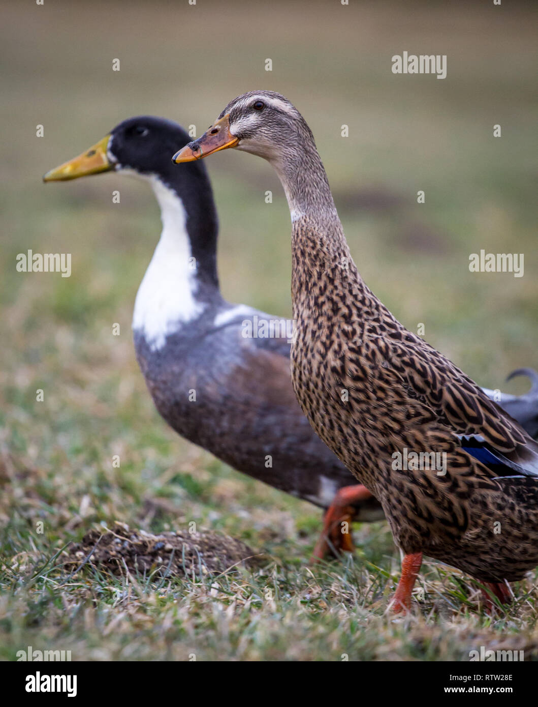 Ducks walking on meadow Stock Photo - Alamy