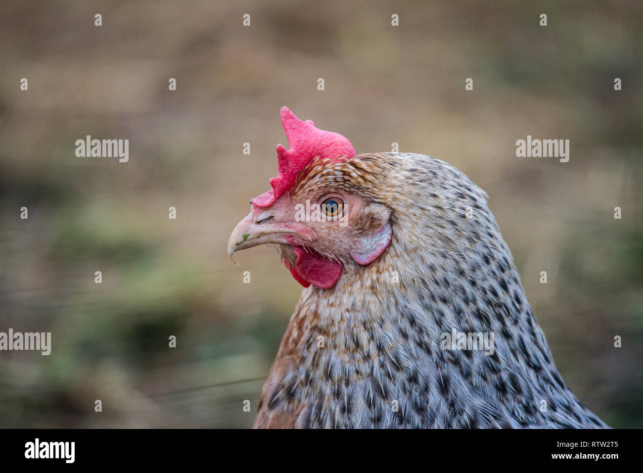 Free range chicken hen Stock Photo - Alamy
