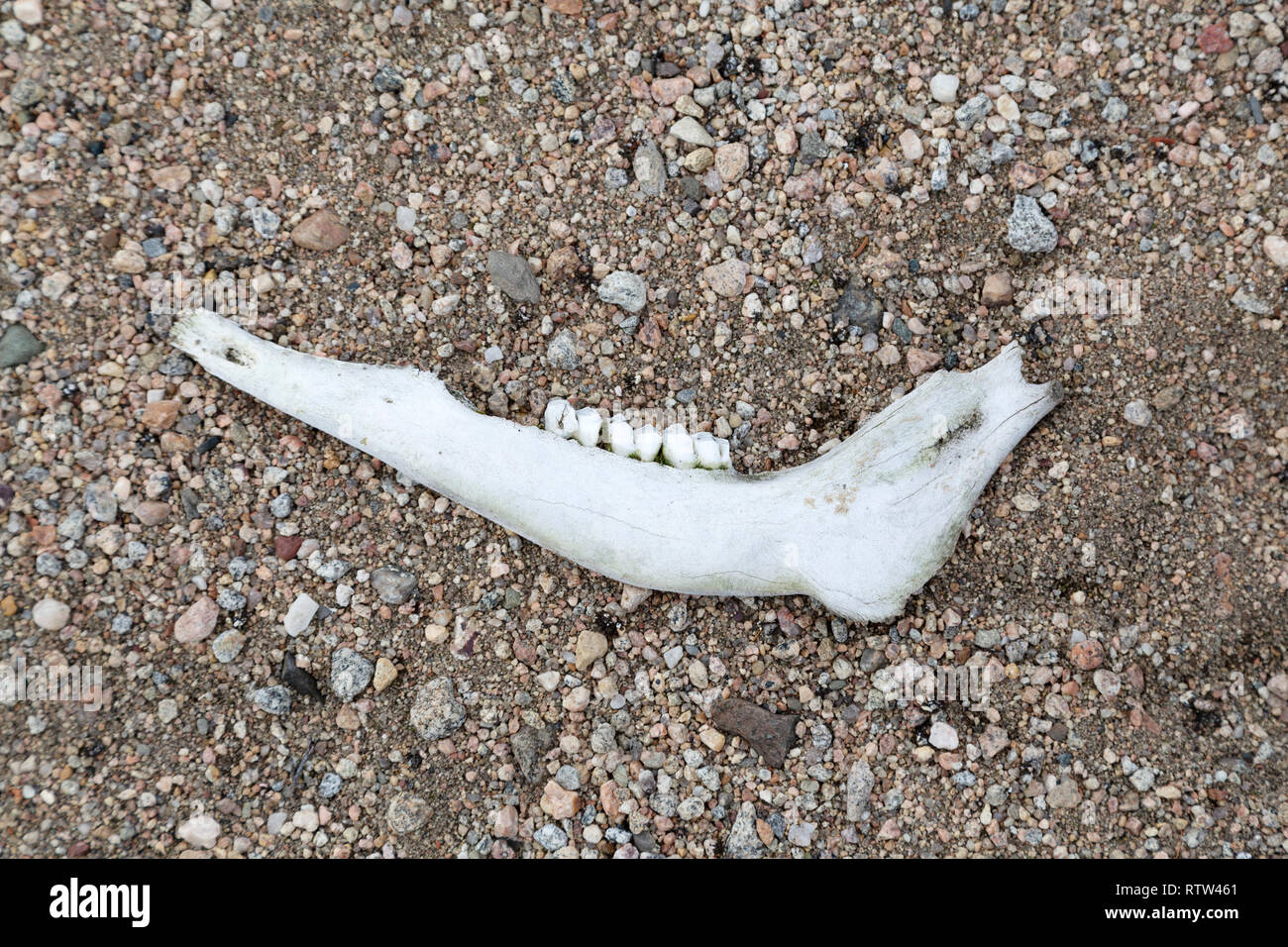 Moose bones hi-res stock photography and images - Alamy