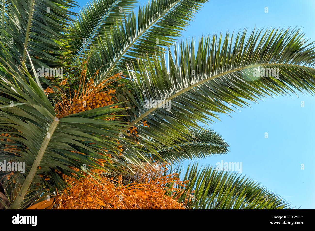 beautiful palm tree on the Mediterranean coast in Croatia Stock Photo ...