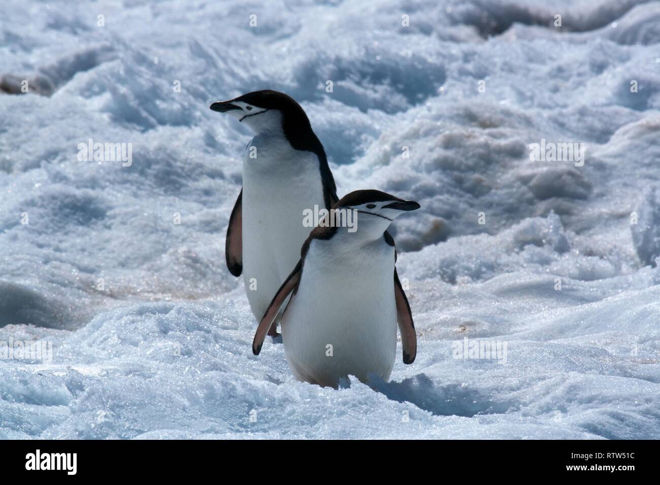 Antarctica chinstrap penguins Stock Photo - Alamy