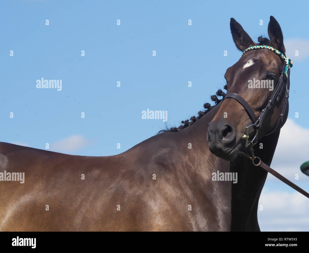 A shot of a bay hunter type horse in hand in the show ring Stock Photo ...