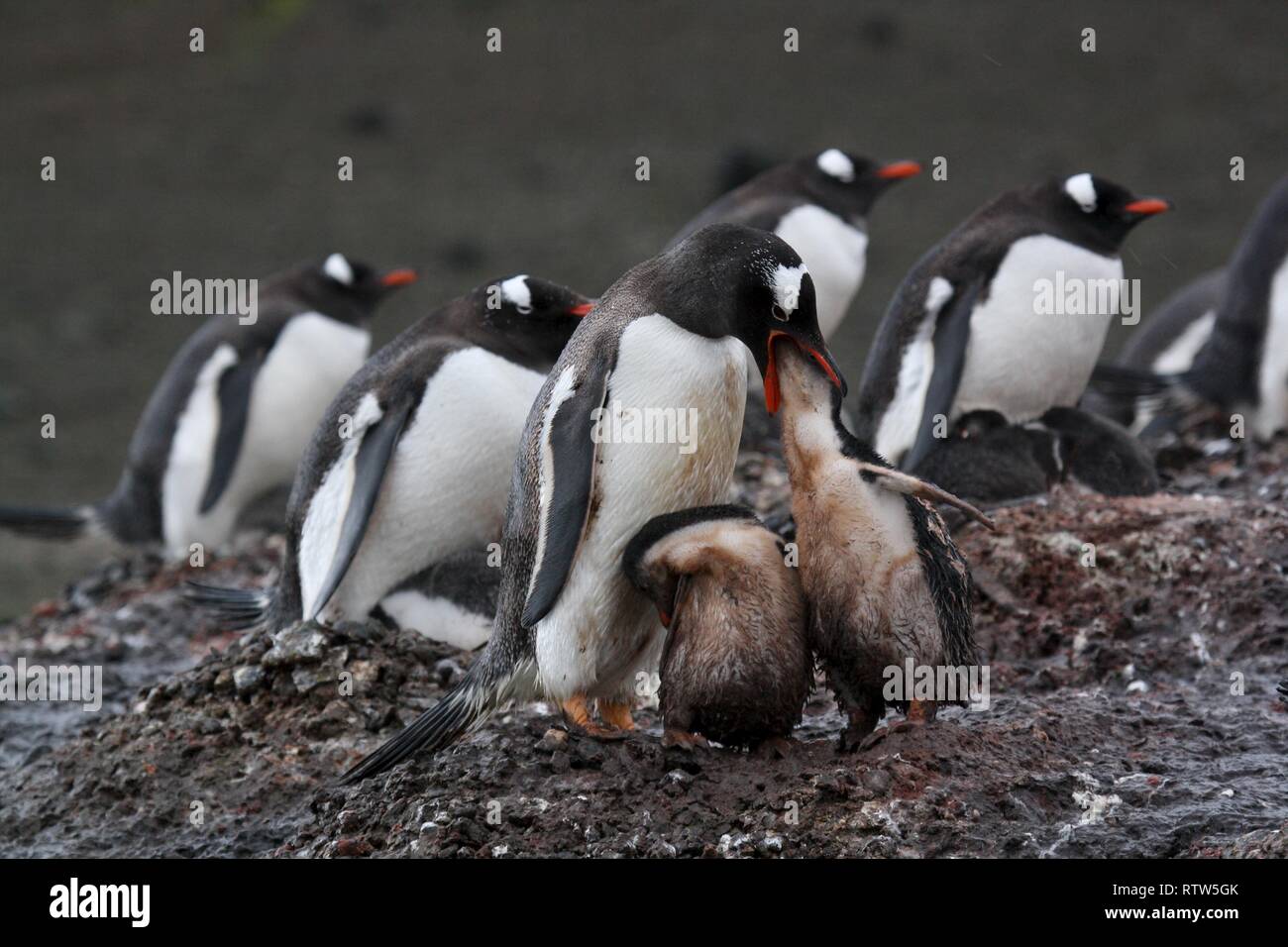 Chick antarctica hi-res stock photography and images - Alamy