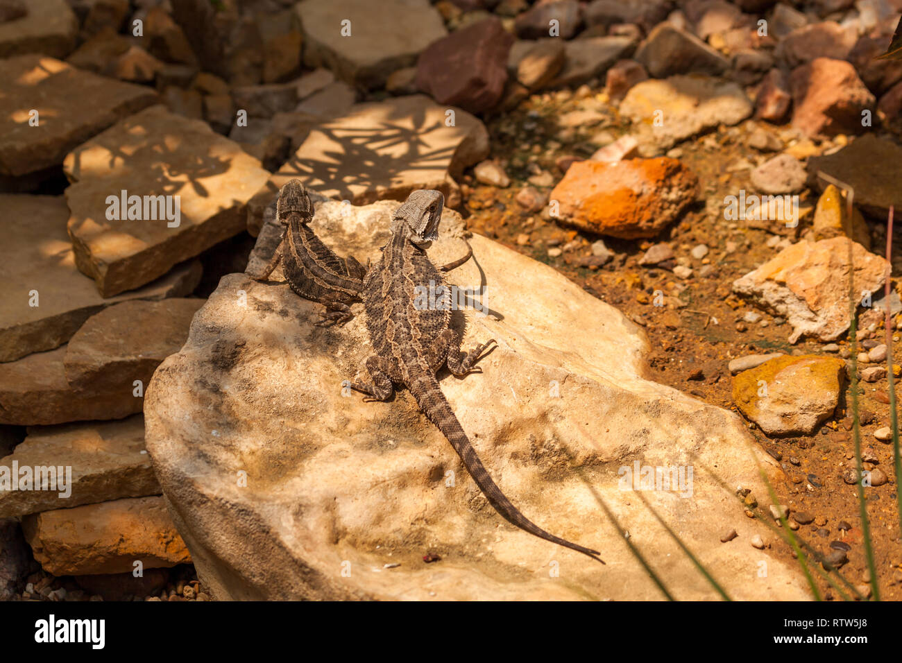 Two greater short horned lizards with intricate brown patterns on their ...
