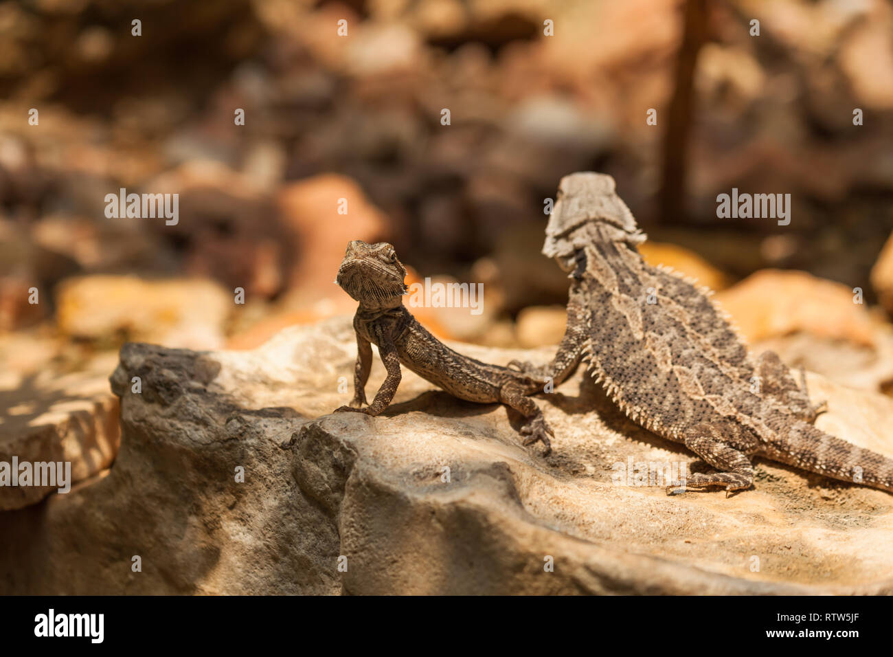 A small lizard looking straight ahead while a larger lizard stems on ...